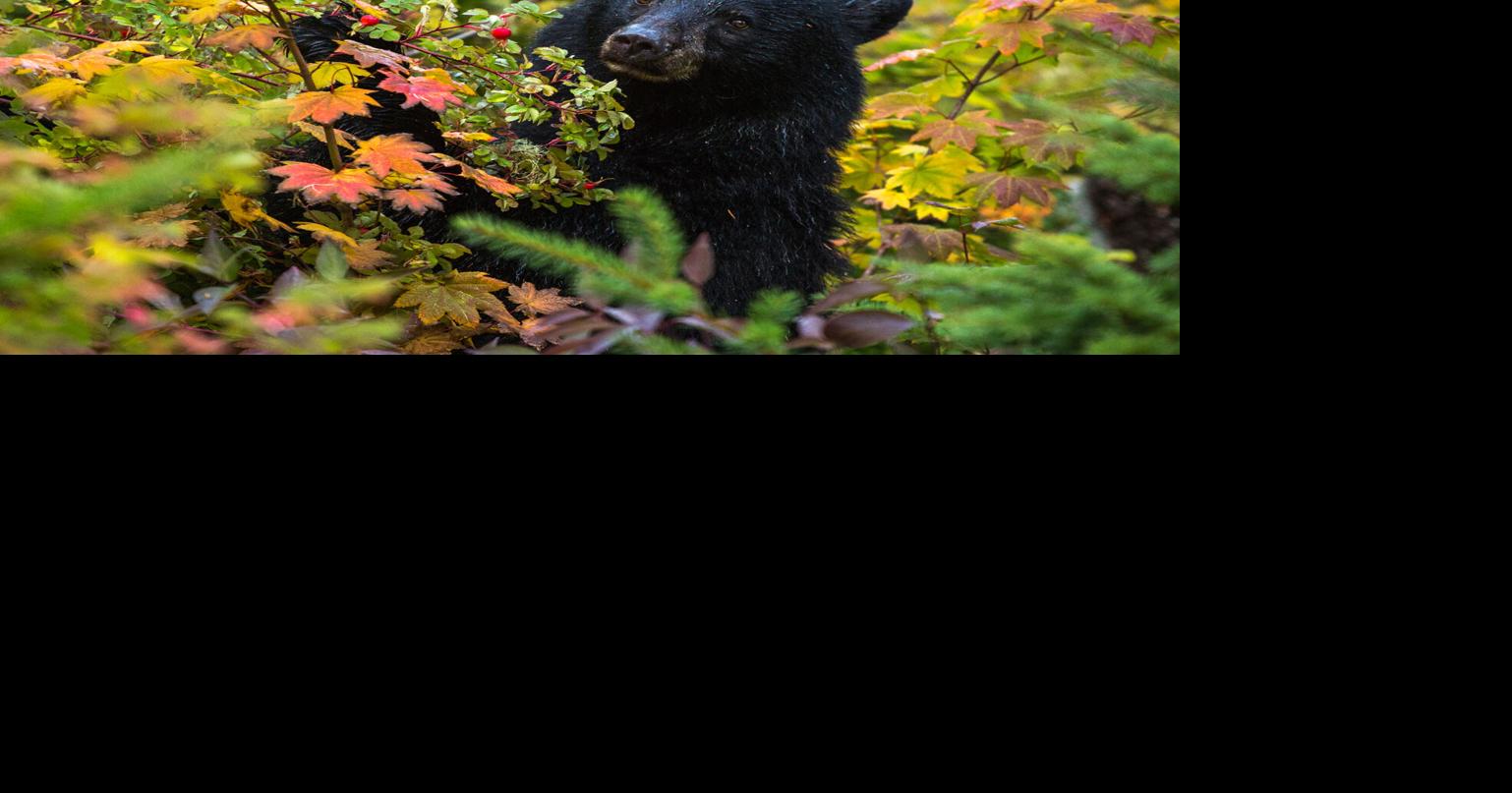 Neighborly reminders from the bears | Living And Outdoors ...