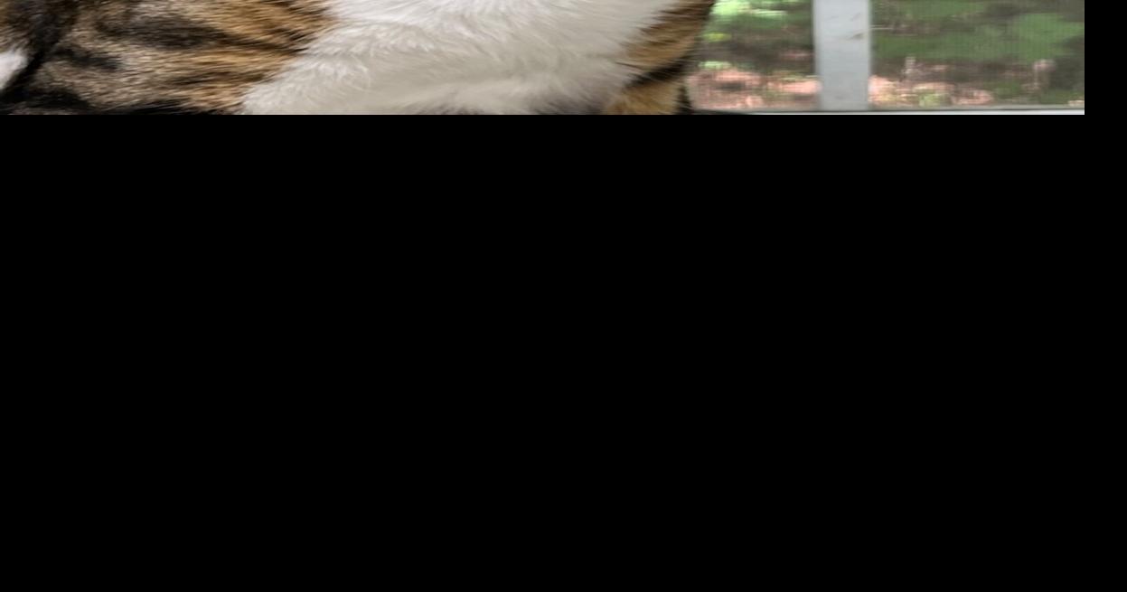 The writers’ muse in feline form | Outdoors | smokesignalsnews.com