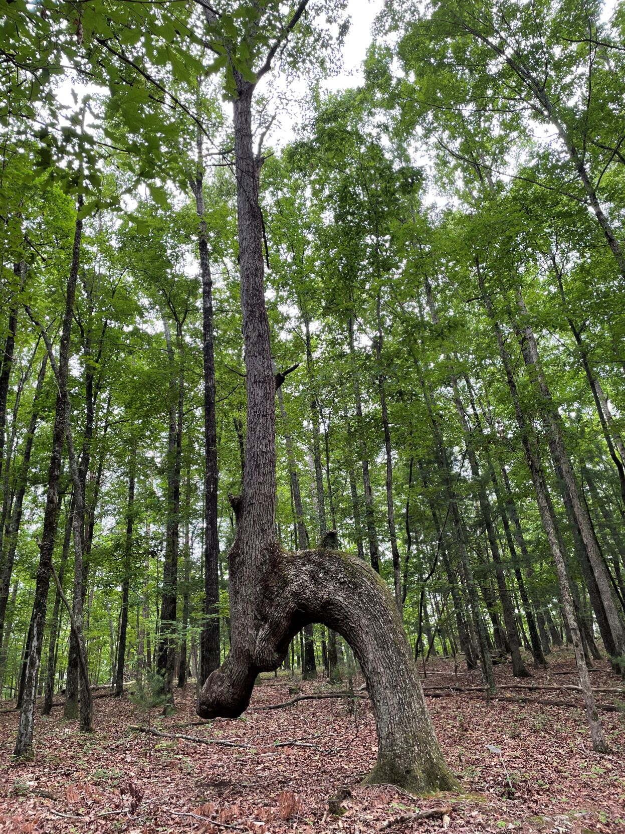‘Deciphering the Signs’ mapping Native American marker trees to be ...
