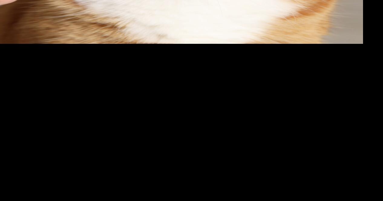 The hyperthyroid cat | Outdoors | smokesignalsnews.com