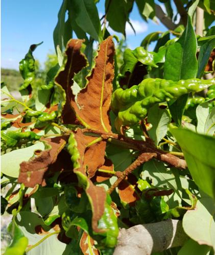 The Lychee Erinose Mite (LEM) has been found in multiple locations in ...