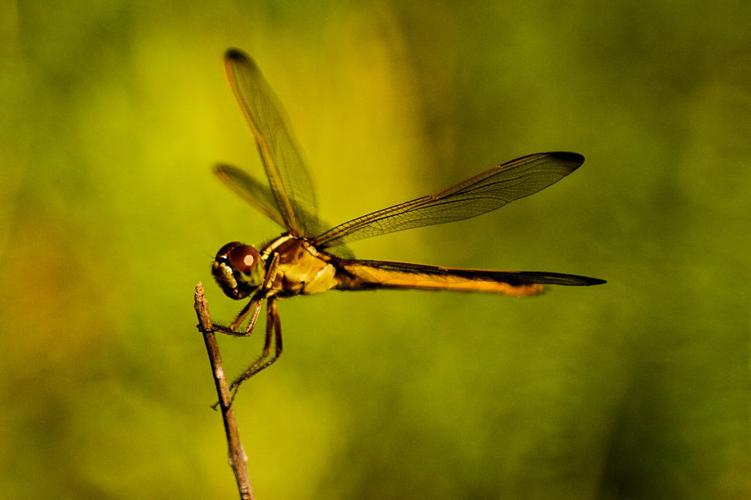 Everglades National Park | Nature | southdadenewsleader.com