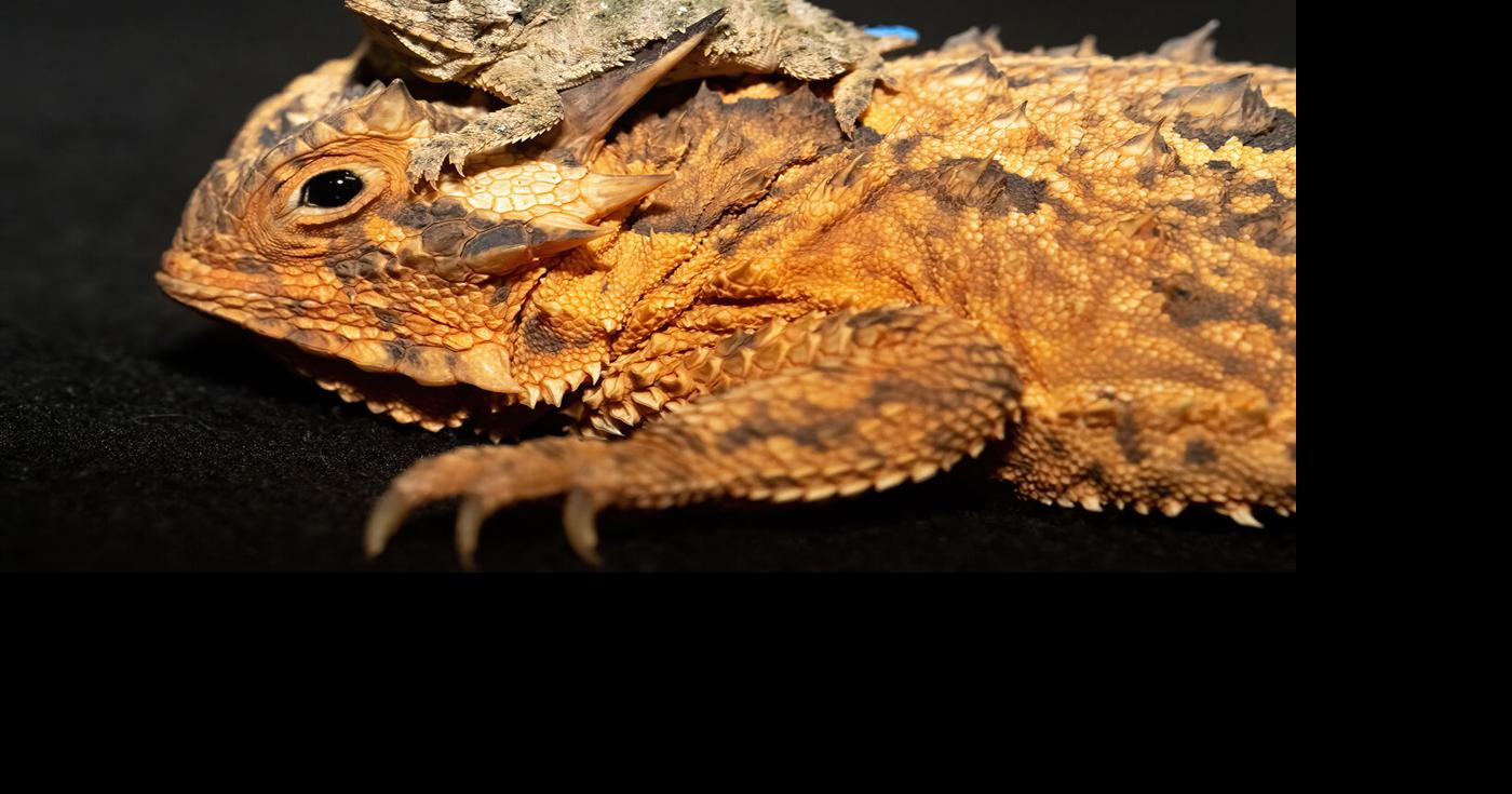 Zoo Miami Hatches Threatened Horned Lizards Destined for the Wild ...