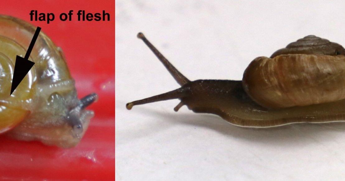 The Horntail Snail, Macrochlamys indica Benson, detected in South ...