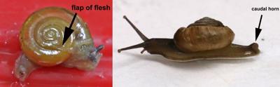 The Horntail Snail, Macrochlamys indica Benson, detected in South ...