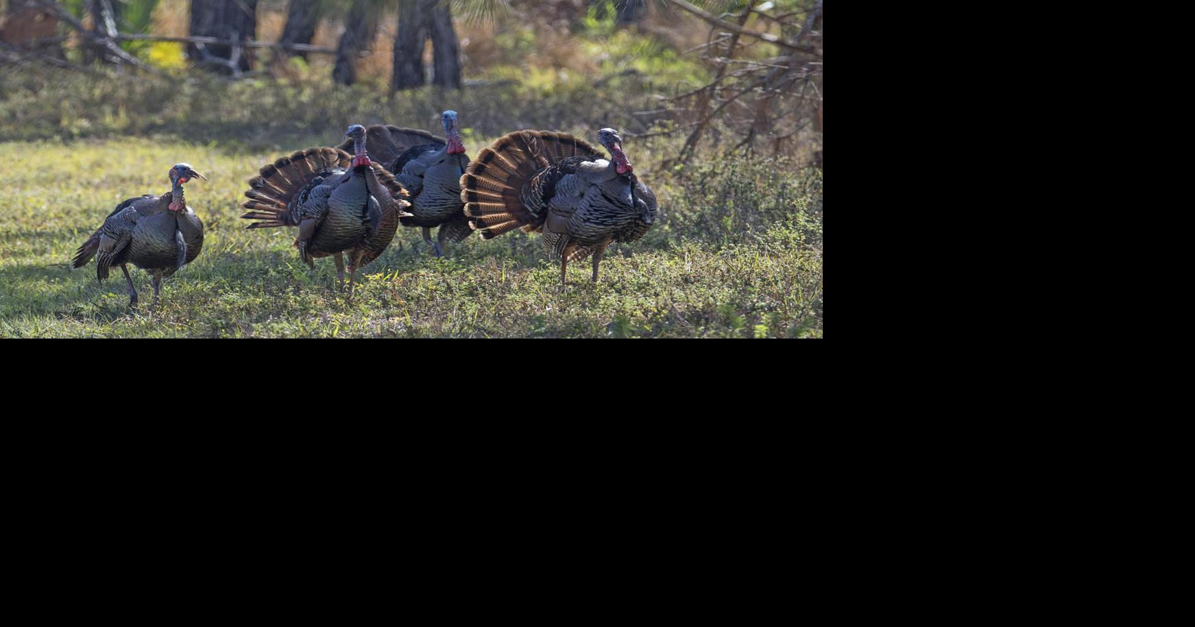 A Wild Turkey Twist with a Thanksgiving Tradition | Sports ...