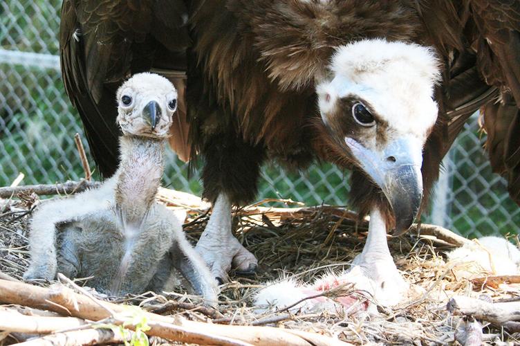 Largest Old World Vulture Hatches | Lifestyle | southdadenewsleader.com