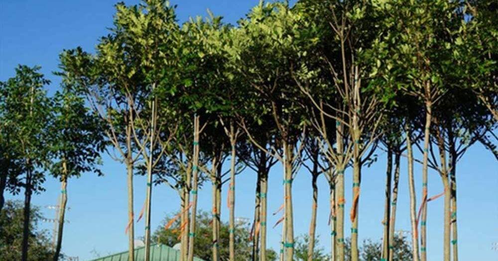 Miami-Dade to increase urban forestry in neighborhoods with low tree ...