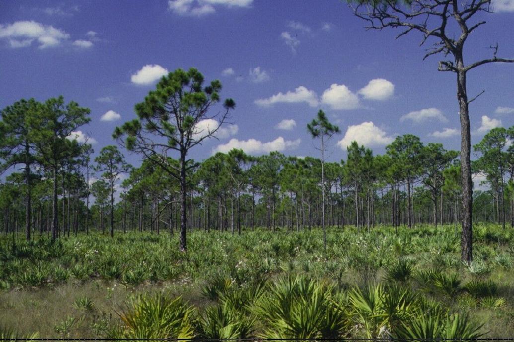 Miami-Dade County dedicates pineland preserve in honor of environmental ...