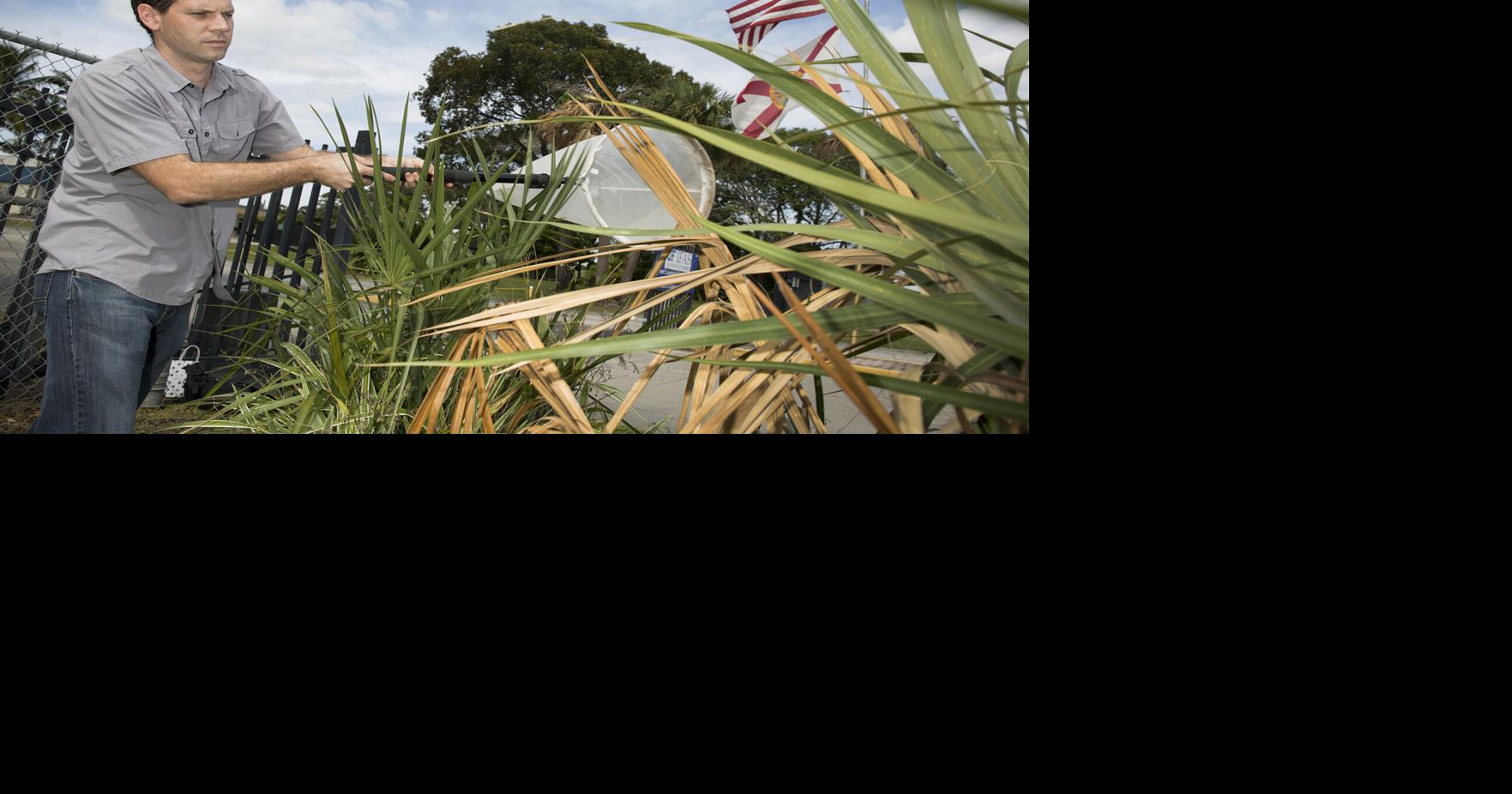 UF/IFAS study leads to advances in understanding lethal bronzing of ...