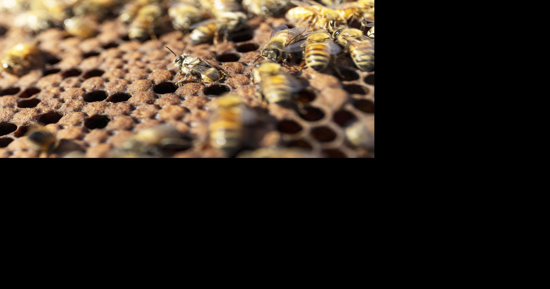 Five ways to help honey bees | Sports | southdadenewsleader.com