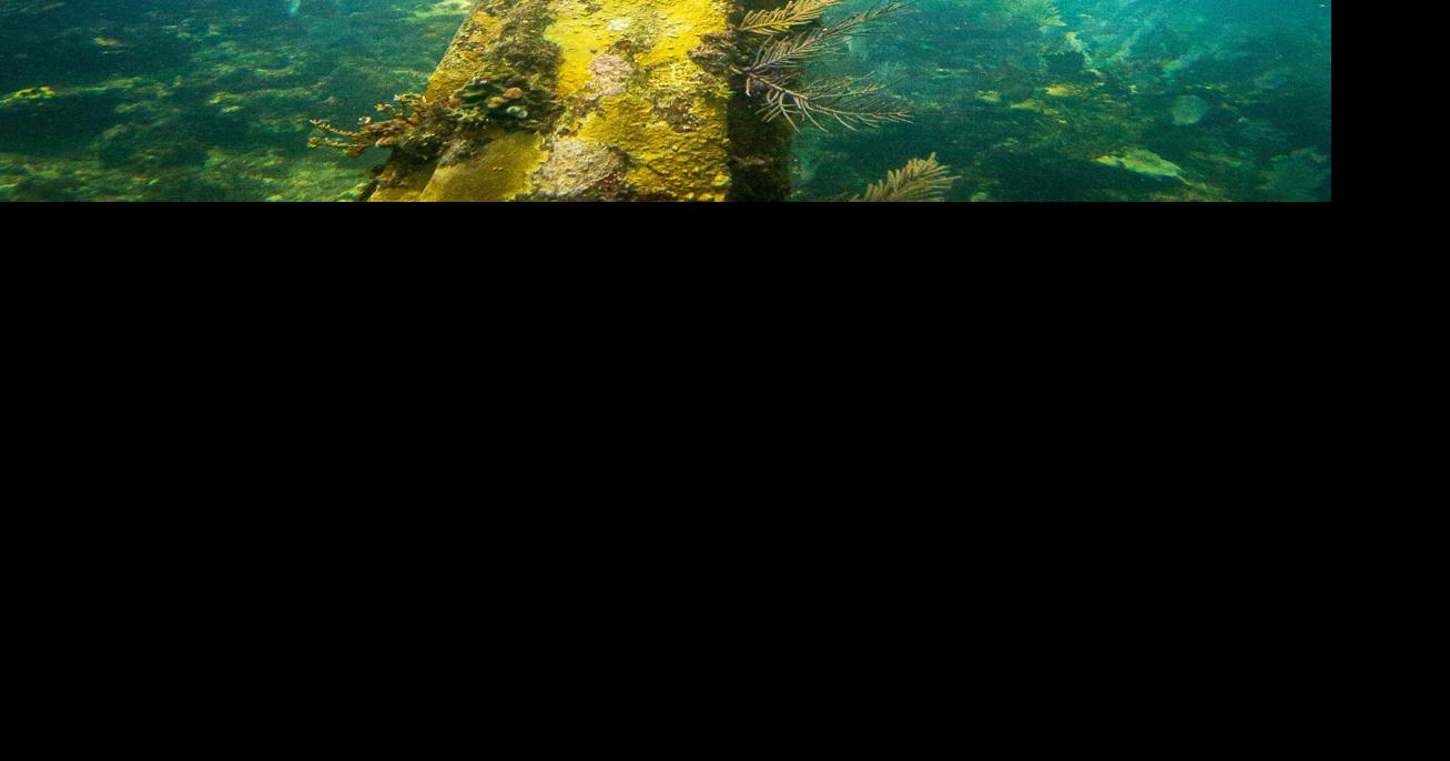 Fun and Beauty Beneath the Waves | Sports | southdadenewsleader.com