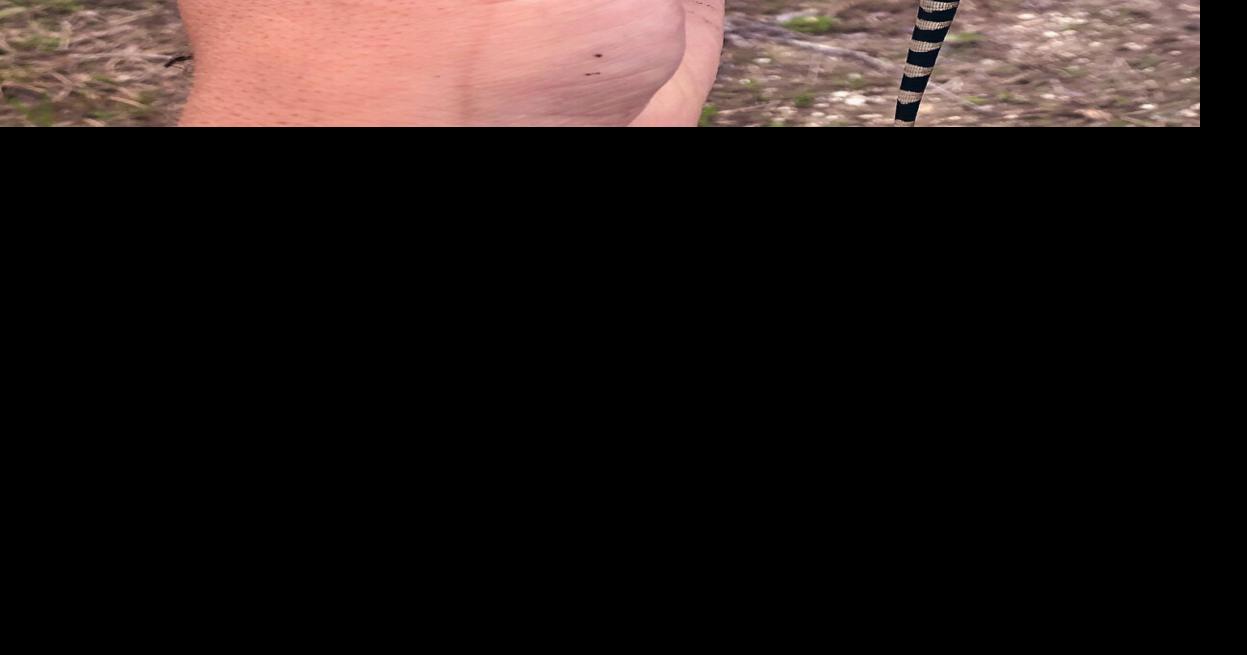 FWC taking bold steps to prevent new invasive species in Florida ...