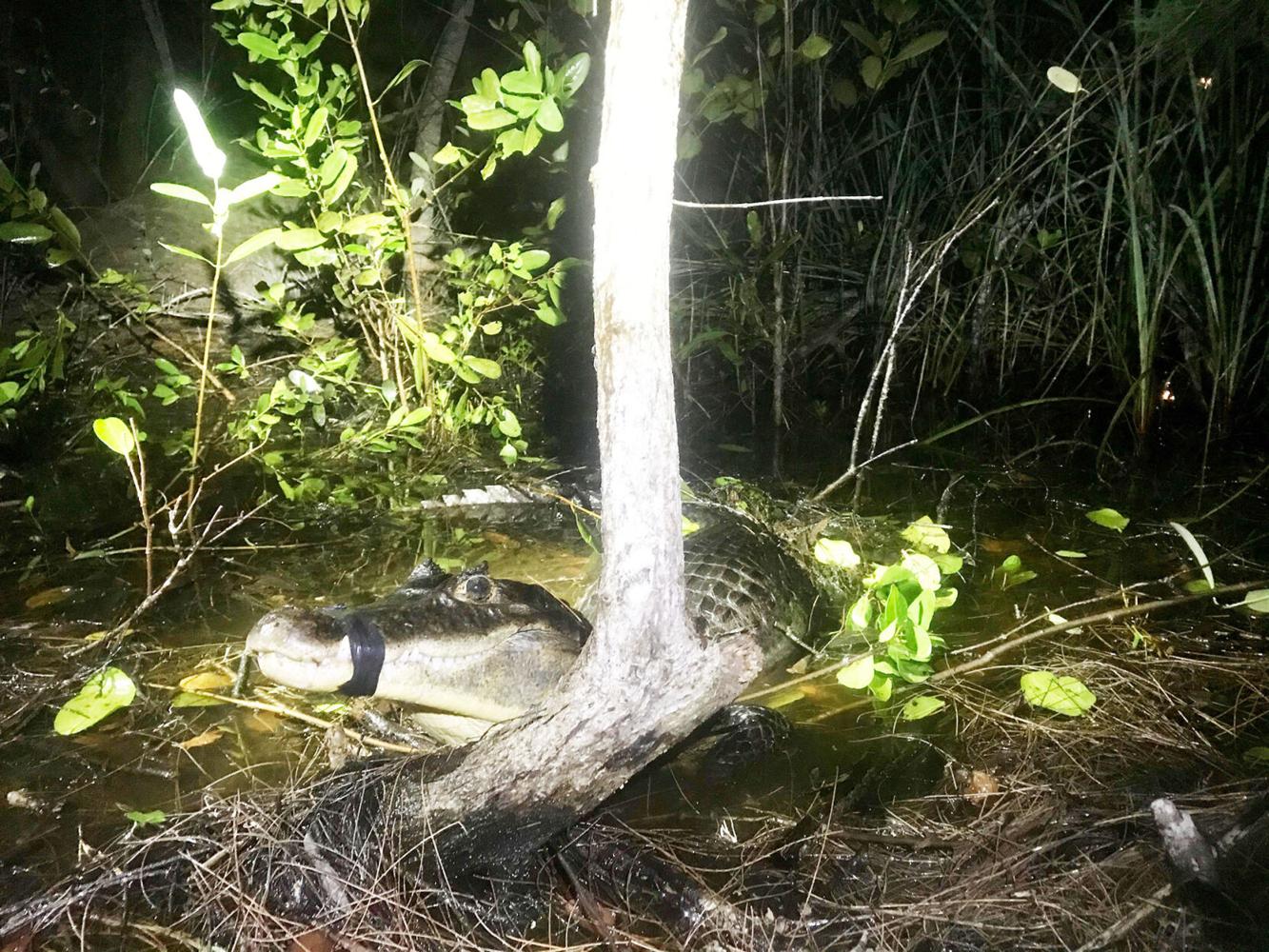 Removing Invasive Caimans from the Florida Everglades | News ...