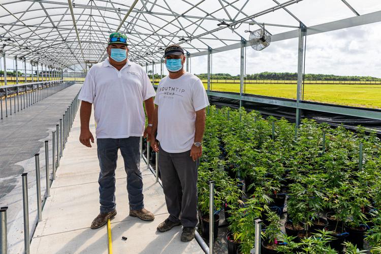 Tomatoes to Hemp | News | southdadenewsleader.com