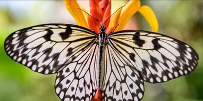 Butterfly tree of life reveals an origin in North America | Sports ...