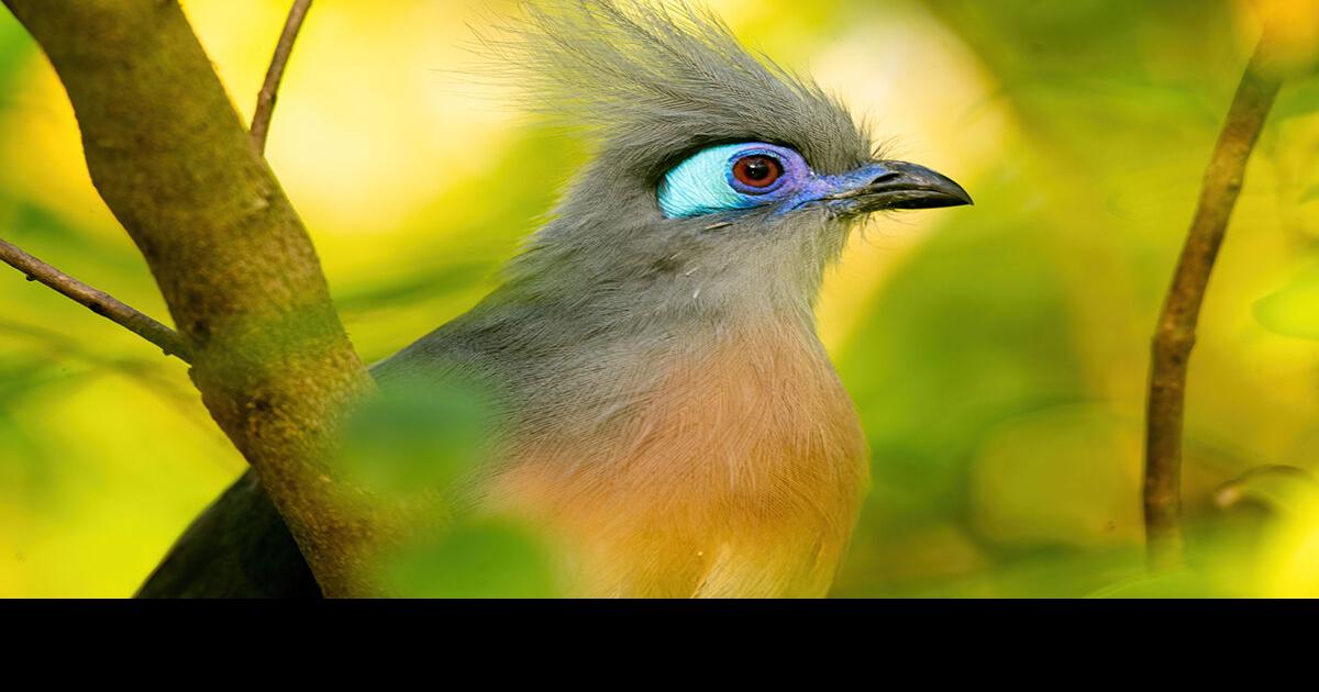 Crested Coua Chick Displays Amazing Target for Feeding | Lifestyle ...