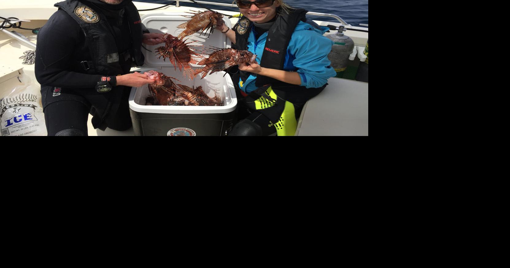 And the winner is...... FWC Lionfish Derby 2020 | Sports ...