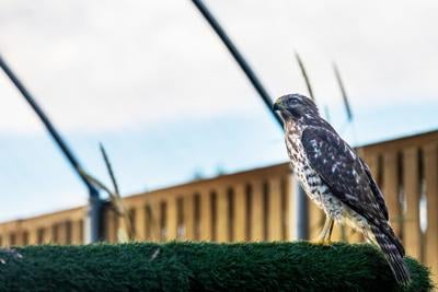 Saving Migratory Hawks from Poisonings | News | southdadenewsleader.com