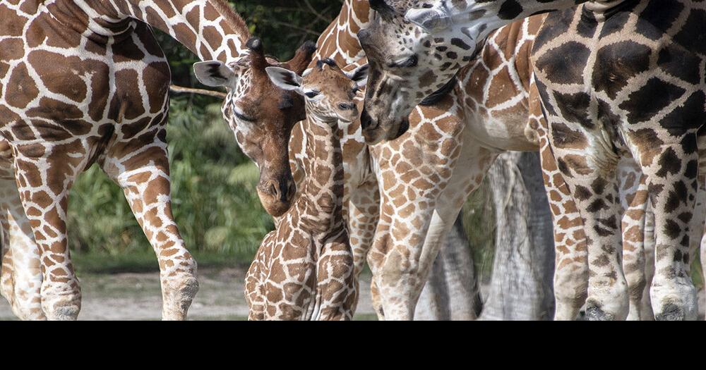 ZooMiami says Hello Baby Giraffe | News | southdadenewsleader.com