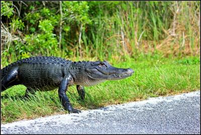 What you need to know about applying for alligator harvest permits and ...