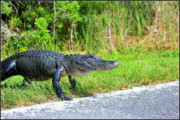 What you need to know about applying for alligator harvest permits and ...