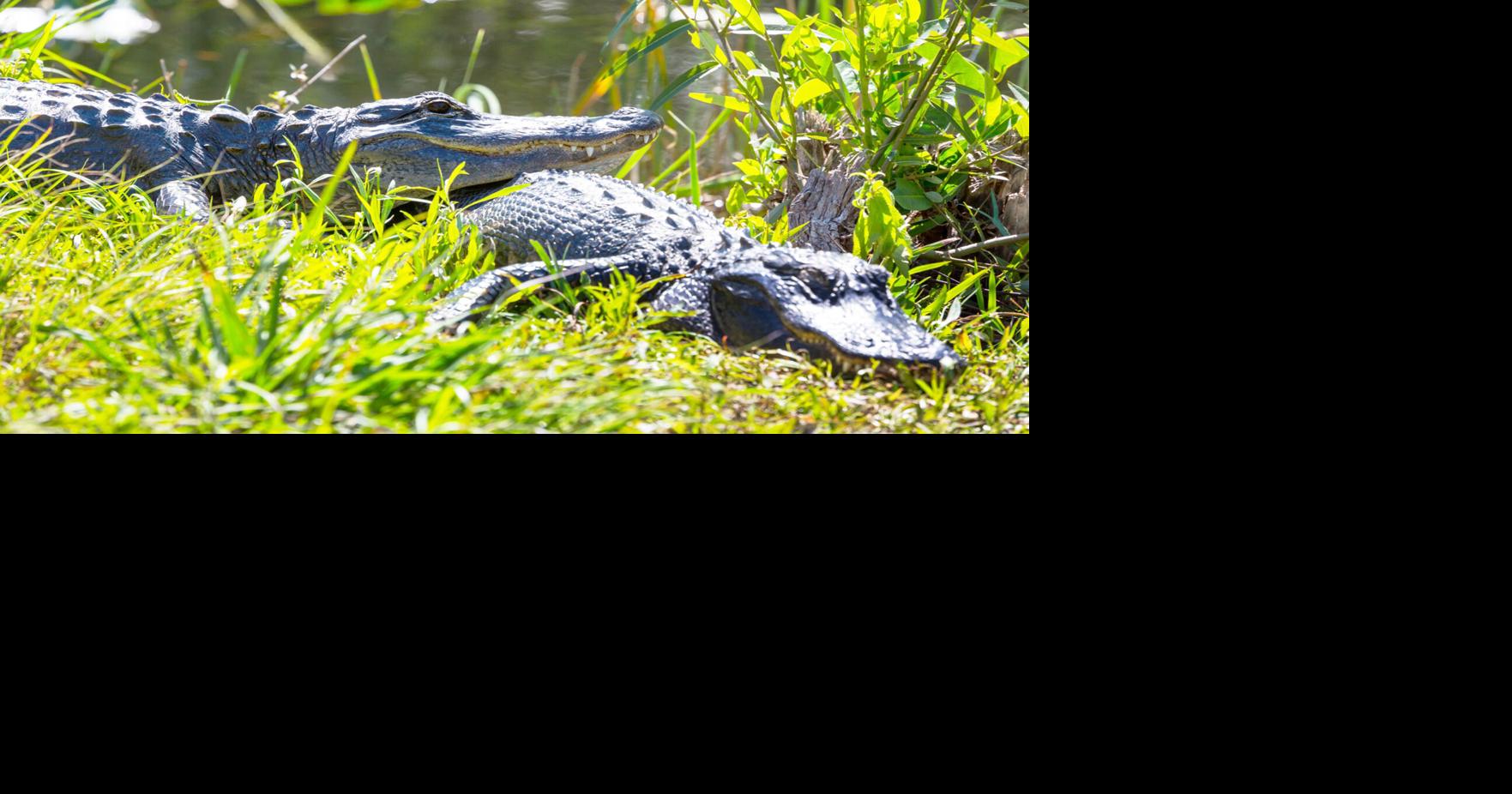 'Greater Flexibility’ Considered in Gator Hunts | Sports ...