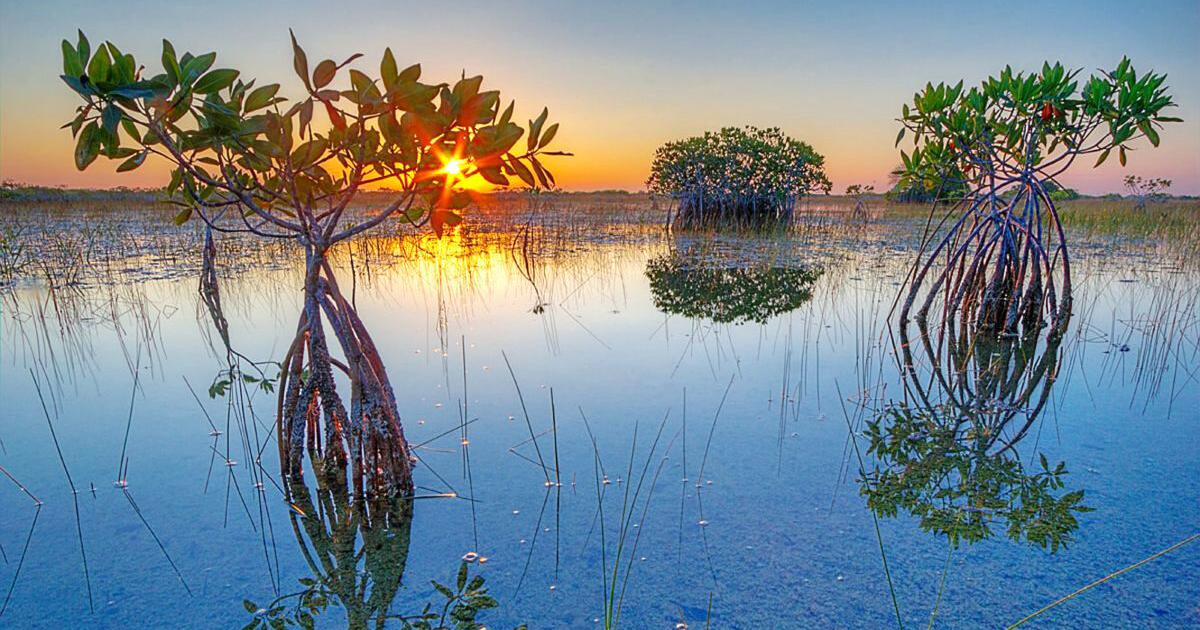 Restoring and Protecting America’s Everglades for Future Generations ...