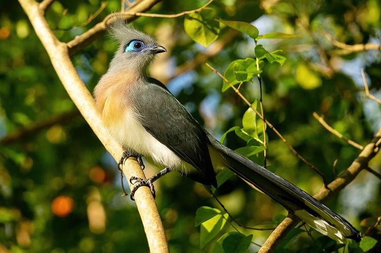 Crested Coua Chick Displays Amazing Target for Feeding | Lifestyle ...