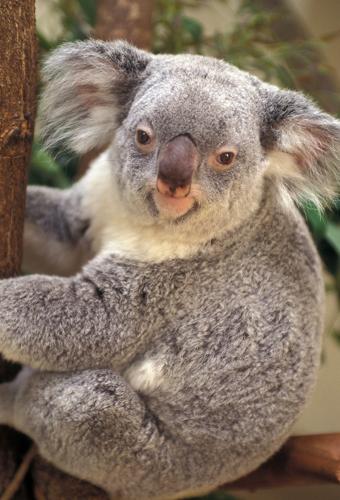North America’s And Europe’s Oldest Koala Dies At Zoo Miami | News ...
