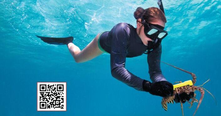 Lobster Hunters Encouraged to Enjoy Mini Season Responsibly | Sports ...