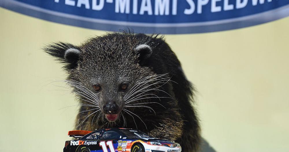 Zoo Miami Animal Predicts Winner Of NASCAR Sprint Cup Championship ...