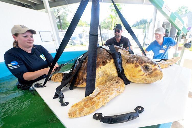 Sea Turtles Released to Wild after Successful Rehabilitation | Sports ...