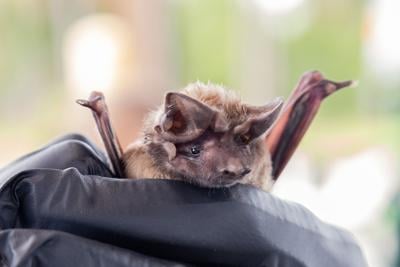 Protecting the Florida Bonneted Bat | Lifestyle | southdadenewsleader.com
