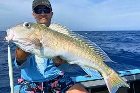 Grouper, hogfish and blueline tilefish seasons reopen May 1 in Atlantic ...