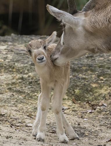 Critically endangered Addax makes debut at ZooMiami | Sports ...