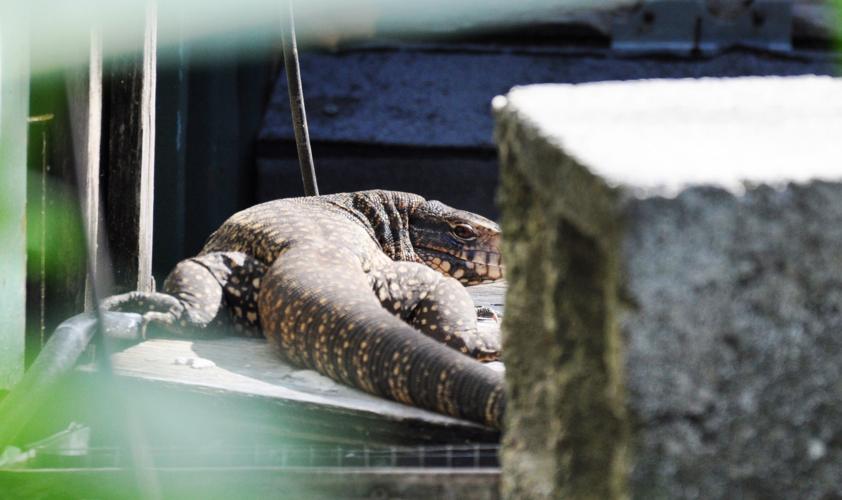 Recycling Reptiles | News | southdadenewsleader.com