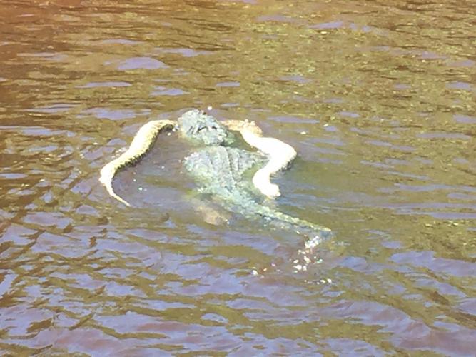 Maybe Gators are the Answer to the Python problem | News ...