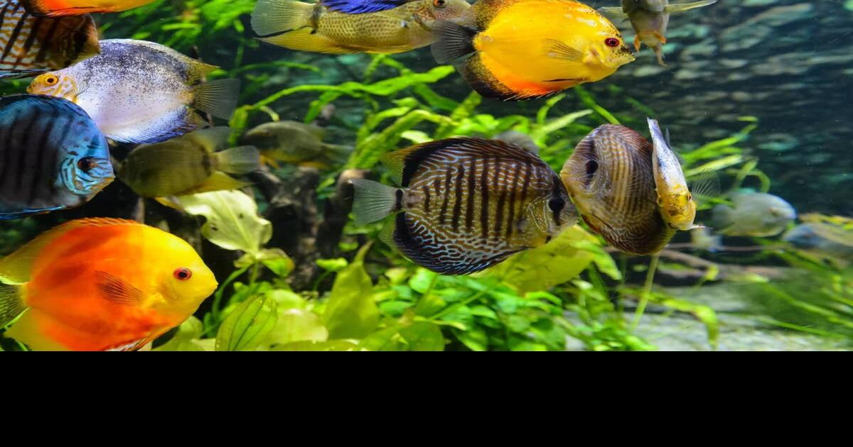 Florida tropical fish farmers bring state $172 million in sales ...