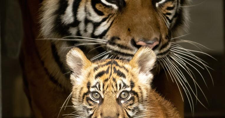Zoo Miami Tiger Cub Makes Official Public Debut | Lifestyle ...