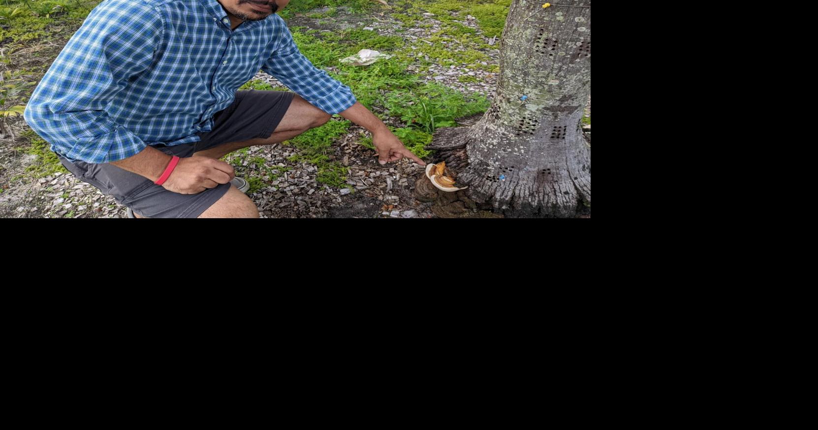 UF/IFAS scientist develops detection method for lethal palm disease ...