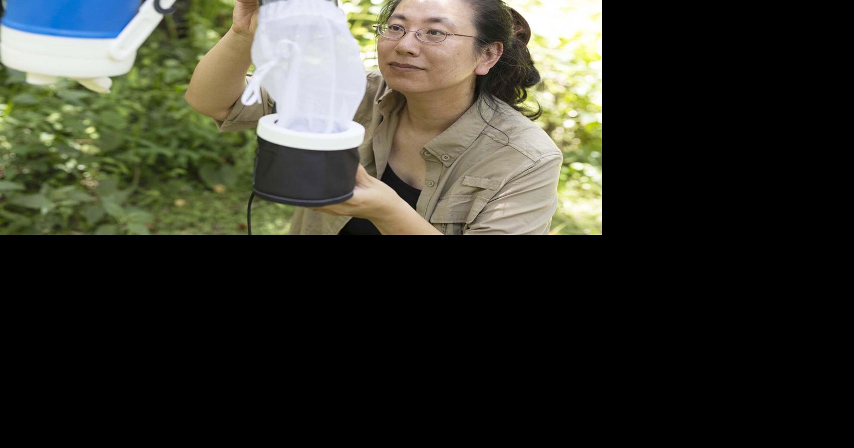 UF/IFAS scientists seek to lure mosquitoes, build better surveillance ...