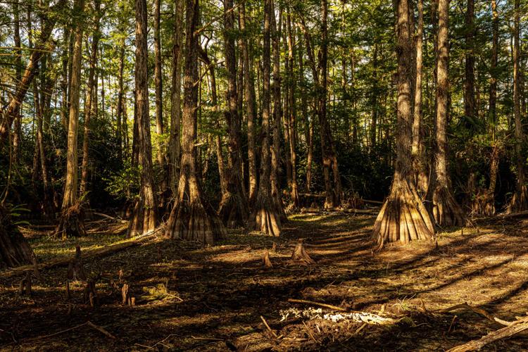 Exploring the Beauty of Gator Hook Trail | Lifestyle ...