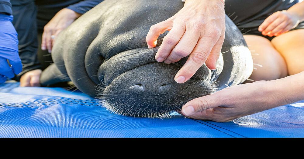 Zoo Miami Team Relieves Overcrowding Pressure on Manatee Critical Care ...