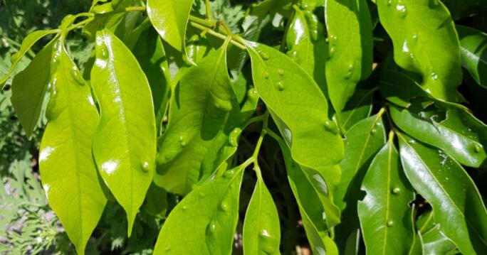 The Lychee Erinose Mite (LEM) has been found in multiple locations in ...