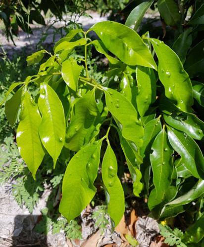 The Lychee Erinose Mite (LEM) has been found in multiple locations in ...