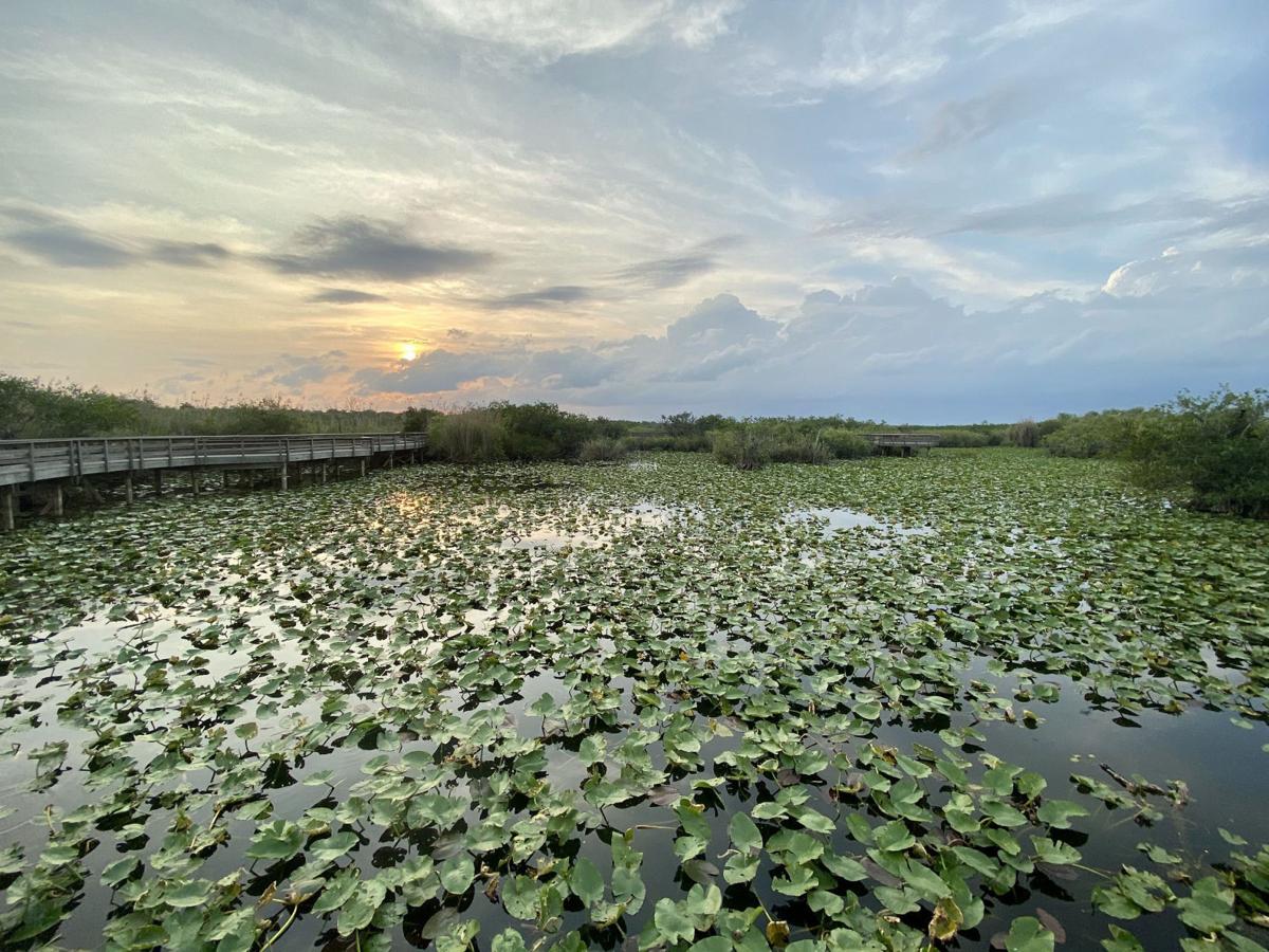 South Florida National Parks and Preserve create over $352 million in ... South Florida National Parks and Preserve create over $352 million in ...