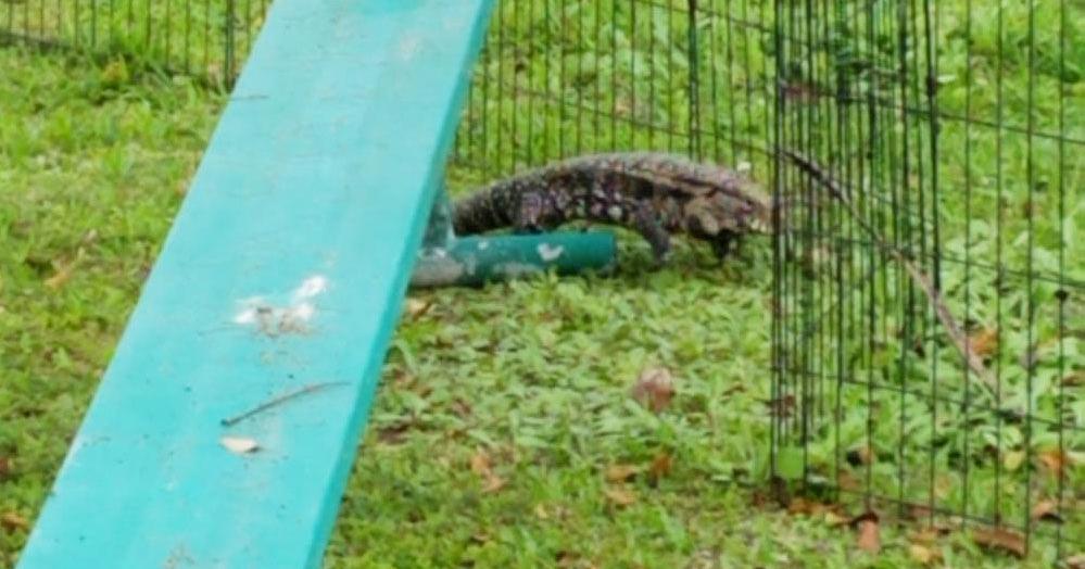 Exotic Lizards Roaming through Homestead Backyards | News ...