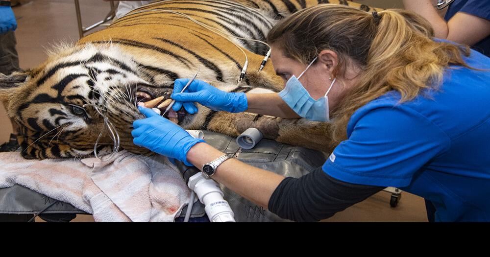 Endangered Tiger Undergoes Reproductive Evaluation in Hopes of Helping ...