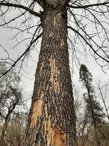 Emerald Ash Borer infestations surround Le Sueur, Nicollet counties ...